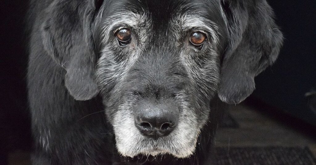 10 signalen van ongemak bij de oude hond - Boozoo